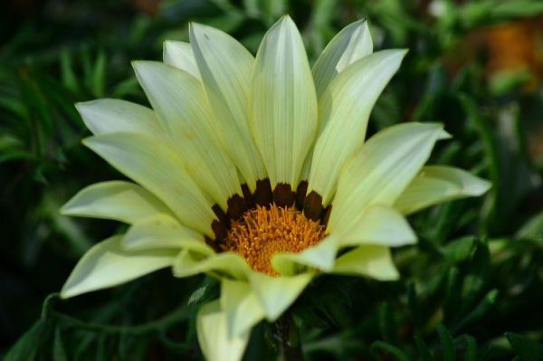 蓬蒿菊花语是什么_蓬蒿菊适合送什么人-第2张图片-山城妙识