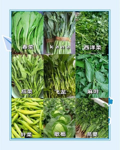 青菜类图片大全_如何快速识别常见品种-第2张图片-山城妙识