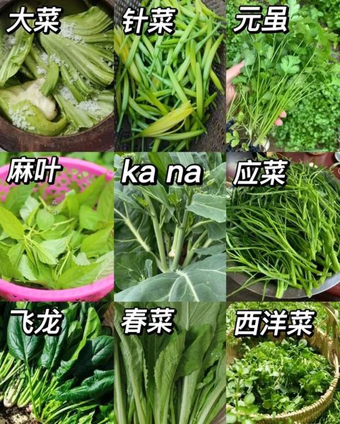 青菜类图片大全_如何快速识别常见品种-第3张图片-山城妙识