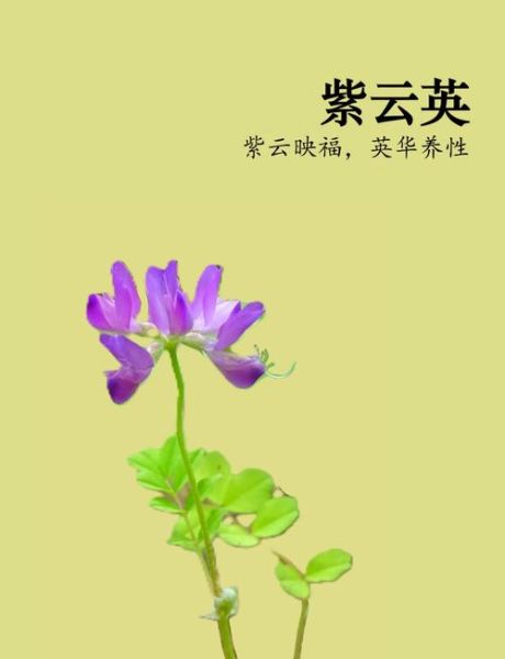 紫云英图片_紫云英花语是什么-第1张图片-山城妙识 紫云英图片_紫云英花语是什么-第1张图片-山城妙识