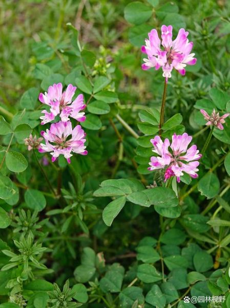 紫云英图片_紫云英花语是什么-第3张图片-山城妙识 紫云英图片_紫云英花语是什么-第3张图片-山城妙识