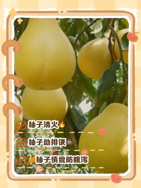 吃柚子的好处和坏处有哪些_吃柚子会上火吗-第2张图片-山城妙识
