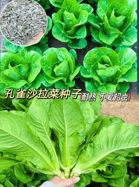 麦菜图片怎么区分_麦菜和油麦菜区别-第1张图片-山城妙识