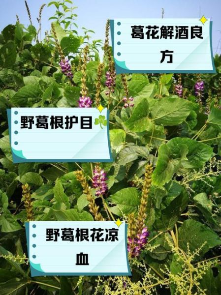 葛花的作用与功效禁忌_葛花泡水喝的正确方法-第1张图片-山城妙识