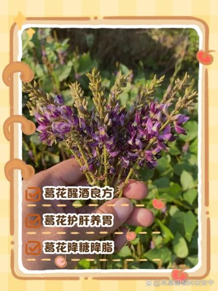 葛花的作用与功效禁忌_葛花泡水喝的正确方法-第3张图片-山城妙识