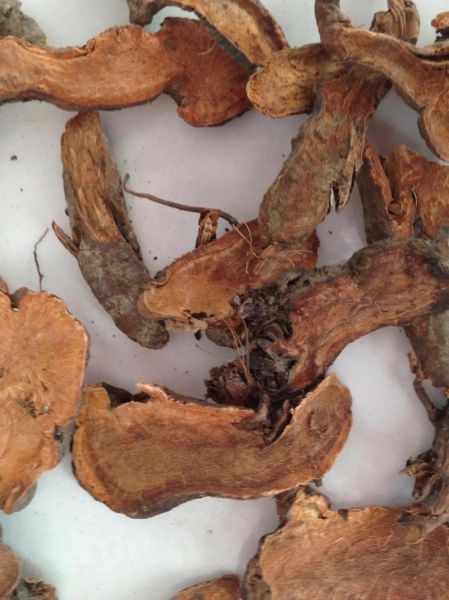 地榆图片长什么样_地榆的功效与作用有哪些-第3张图片-山城妙识