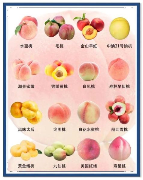 煮桃子怎么做_煮桃子有什么功效-第3张图片-山城妙识