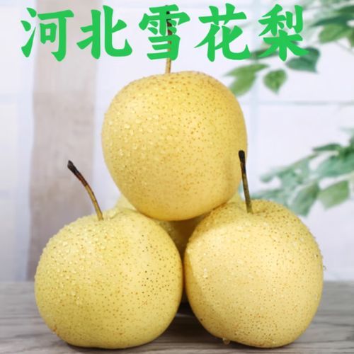 雪花梨什么时候成熟_雪花梨几月份采摘最好-第1张图片-山城妙识