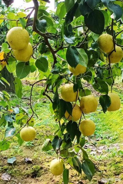 雪花梨什么时候成熟_雪花梨几月份采摘最好-第3张图片-山城妙识