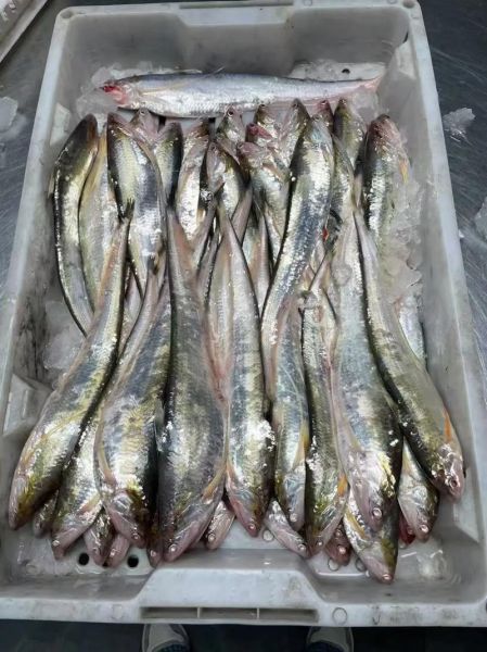 刀鱼多少钱一斤_刀鱼怎么做好吃-第3张图片-山城妙识 刀鱼多少钱一斤_刀鱼怎么做好吃-第3张图片-山城妙识