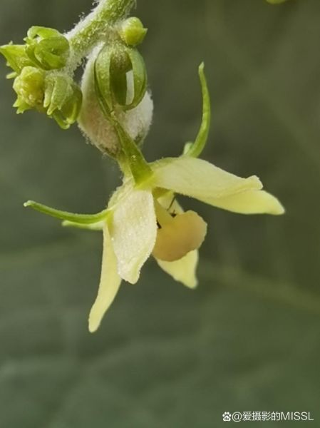 佛手瓜花图片大全集_佛手瓜花长什么样-第1张图片-山城妙识 佛手瓜花图片大全集_佛手瓜花长什么样-第1张图片-山城妙识