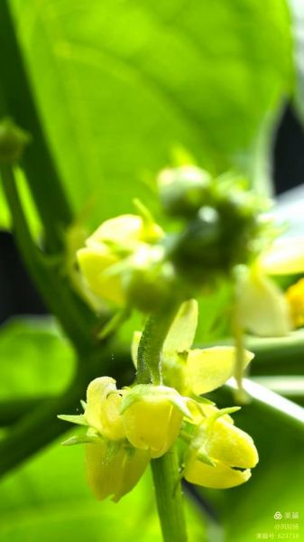 佛手瓜花图片大全集_佛手瓜花长什么样-第2张图片-山城妙识 佛手瓜花图片大全集_佛手瓜花长什么样-第2张图片-山城妙识