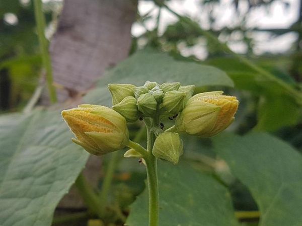 佛手瓜花图片大全集_佛手瓜花长什么样-第3张图片-山城妙识 佛手瓜花图片大全集_佛手瓜花长什么样-第3张图片-山城妙识