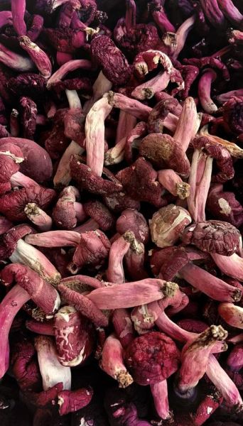 红菌菇的功效与作用_红菌菇怎么吃效果最好-第3张图片-山城妙识