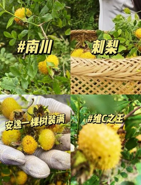 刺梨多少钱一斤_刺梨价格为什么差别大-第3张图片-山城妙识