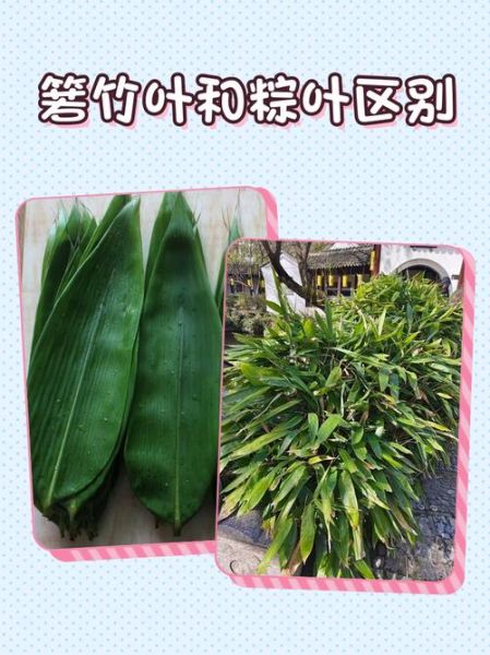 包粽子的叶子是什么植物_粽叶种类与区别-第1张图片-山城妙识 包粽子的叶子是什么植物_粽叶种类与区别-第1张图片-山城妙识