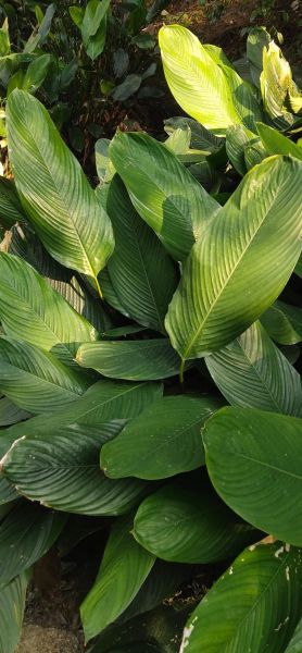 包粽子的叶子是什么植物_粽叶种类与区别-第2张图片-山城妙识 包粽子的叶子是什么植物_粽叶种类与区别-第2张图片-山城妙识