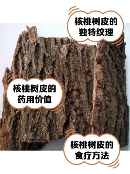 核桃树皮煮水治肿瘤吗_核桃树皮怎么用-第1张图片-山城妙识