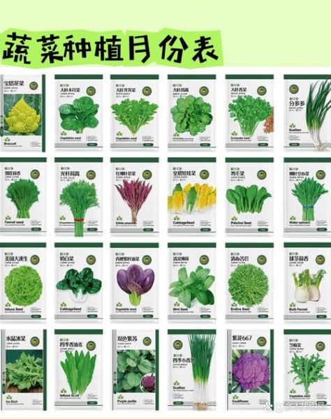 常见蔬菜种类大全_哪些蔬菜适合家庭种植-第1张图片-山城妙识