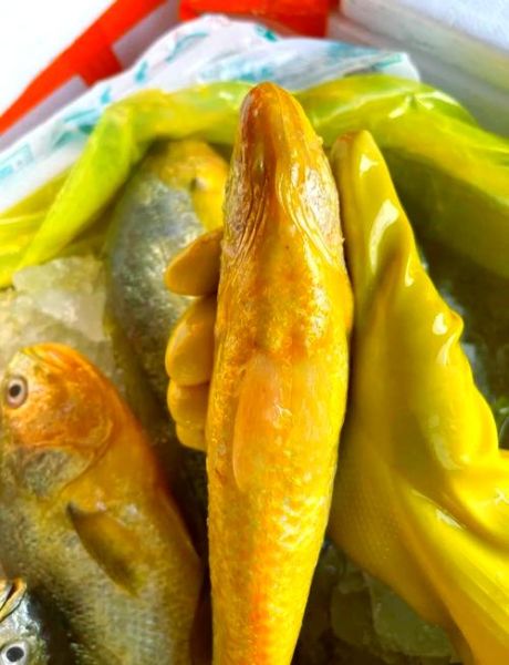 黄花鱼长什么样_黄花鱼外形特征-第2张图片-山城妙识