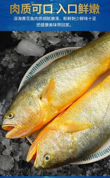 黄花鱼长什么样_黄花鱼外形特征-第3张图片-山城妙识