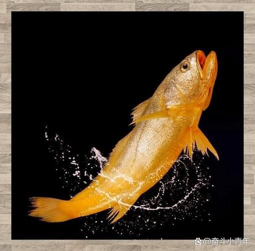 黄花鱼长什么样_黄花鱼外形特征-第1张图片-山城妙识