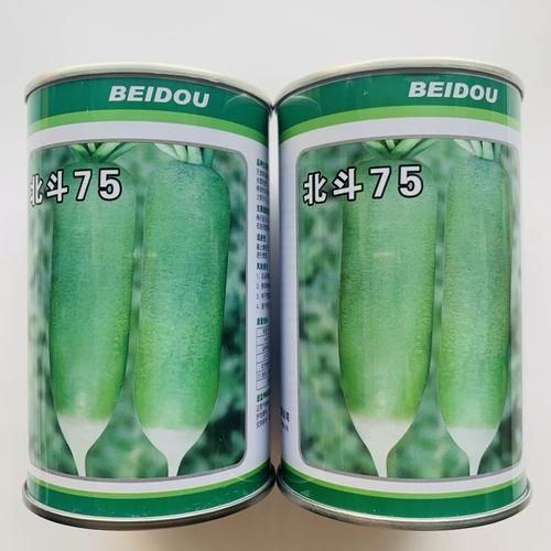 沙窝萝卜多少钱一斤_正宗沙窝萝卜价格行情-第1张图片-山城妙识