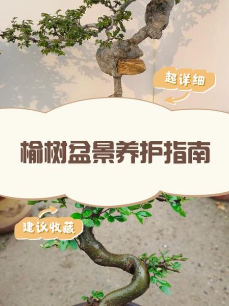 榆树怎么养_榆树盆景多久浇一次水-第2张图片-山城妙识 榆树怎么养_榆树盆景多久浇一次水-第2张图片-山城妙识