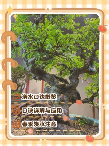 榆树怎么养_榆树盆景多久浇一次水-第1张图片-山城妙识 榆树怎么养_榆树盆景多久浇一次水-第1张图片-山城妙识