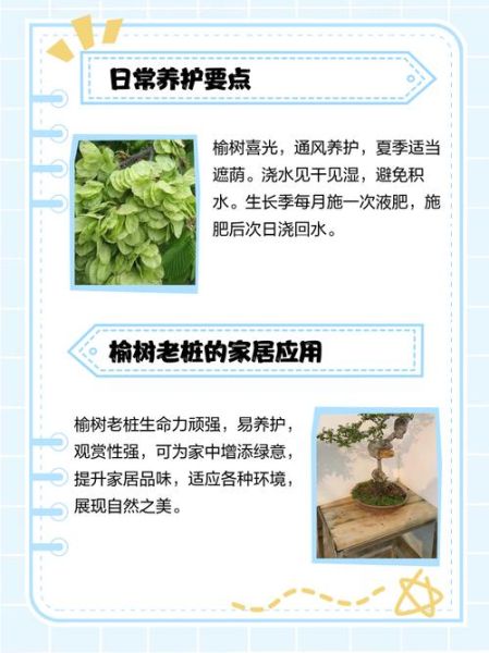 榆树怎么养_榆树盆景多久浇一次水-第3张图片-山城妙识 榆树怎么养_榆树盆景多久浇一次水-第3张图片-山城妙识