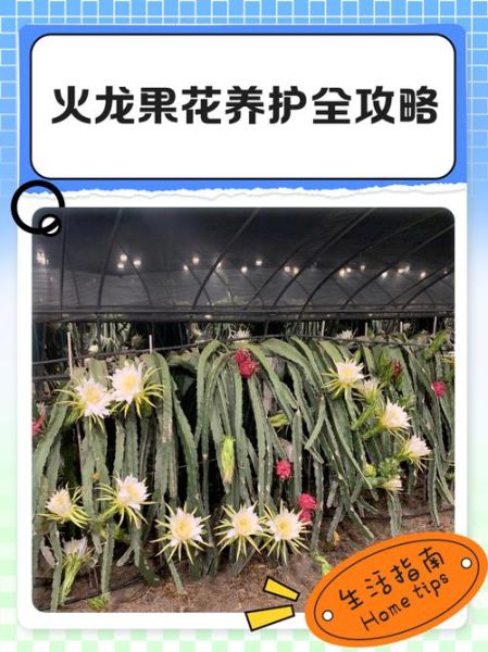 火龙果花有什么功效_火龙果花的作用有哪些-第2张图片-山城妙识 火龙果花有什么功效_火龙果花的作用有哪些-第2张图片-山城妙识