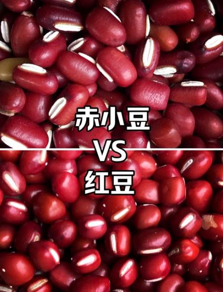 红豆和赤小豆有什么区别_哪个祛湿更好-第1张图片-山城妙识 红豆和赤小豆有什么区别_哪个祛湿更好-第1张图片-山城妙识