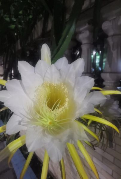 火龙果花有什么功效_火龙果花的作用有哪些-第3张图片-山城妙识 火龙果花有什么功效_火龙果花的作用有哪些-第3张图片-山城妙识