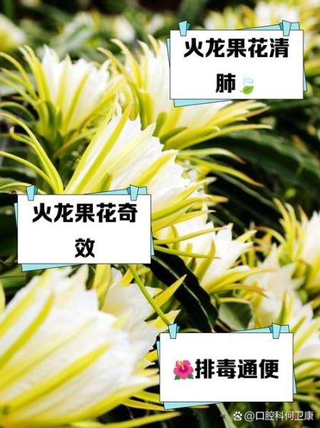火龙果花有什么功效_火龙果花的作用有哪些-第1张图片-山城妙识 火龙果花有什么功效_火龙果花的作用有哪些-第1张图片-山城妙识