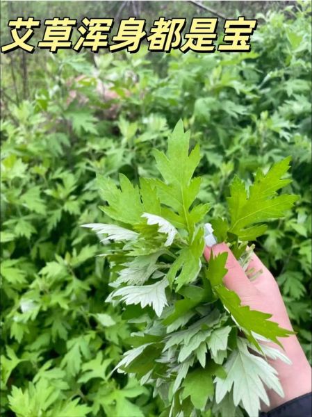 艾草图片大全大图_艾蒿长什么样-第1张图片-山城妙识 艾草图片大全大图_艾蒿长什么样-第1张图片-山城妙识