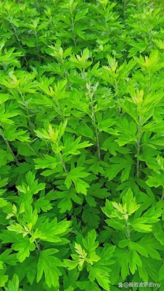 艾草图片大全大图_艾蒿长什么样-第2张图片-山城妙识 艾草图片大全大图_艾蒿长什么样-第2张图片-山城妙识