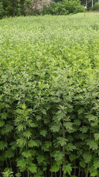 艾草图片大全大图_艾蒿长什么样-第3张图片-山城妙识 艾草图片大全大图_艾蒿长什么样-第3张图片-山城妙识