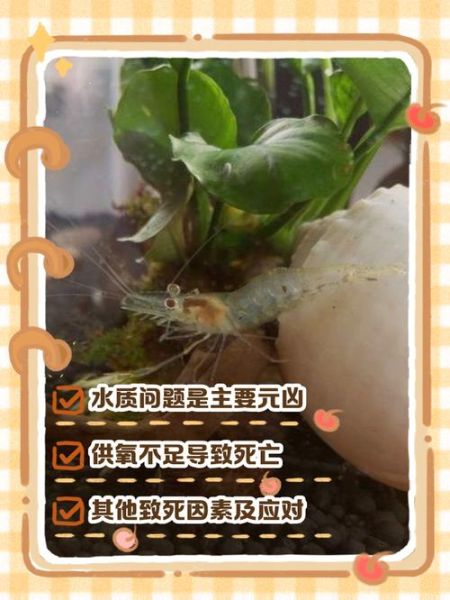 养虾风险大吗_新手养虾失败原因-第1张图片-山城妙识 养虾风险大吗_新手养虾失败原因-第1张图片-山城妙识