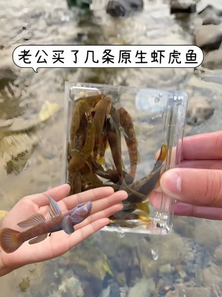 虾虎鱼怎么养_虾虎鱼能和什么鱼混养-第3张图片-山城妙识