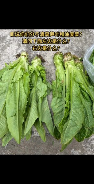 油麦菜和莴笋的区别_油麦菜长大是不是莴笋-第1张图片-山城妙识