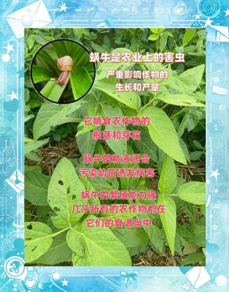 蜗牛是益虫还是害虫_如何区分-第3张图片-山城妙识