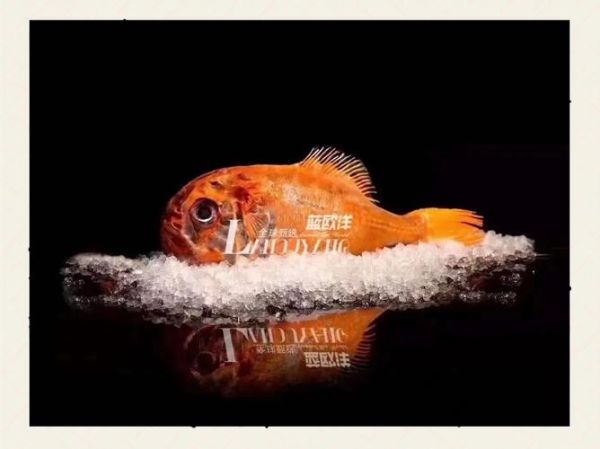 长寿鱼是什么鱼_长寿鱼为什么能活这么久-第3张图片-山城妙识 长寿鱼是什么鱼_长寿鱼为什么能活这么久-第3张图片-山城妙识