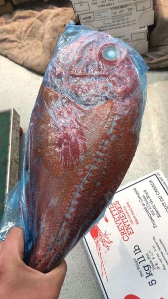 长寿鱼是什么鱼_长寿鱼为什么能活这么久-第2张图片-山城妙识 长寿鱼是什么鱼_长寿鱼为什么能活这么久-第2张图片-山城妙识