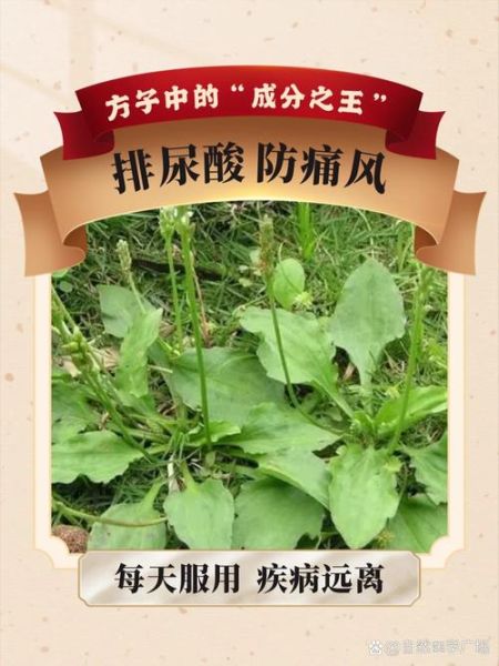 茼蒿是痛风的克星吗_痛风能吃茼蒿吗-第3张图片-山城妙识