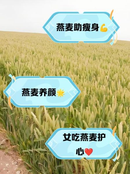 女性长期吃燕麦的坏处_燕麦吃多了会发胖吗-第3张图片-山城妙识