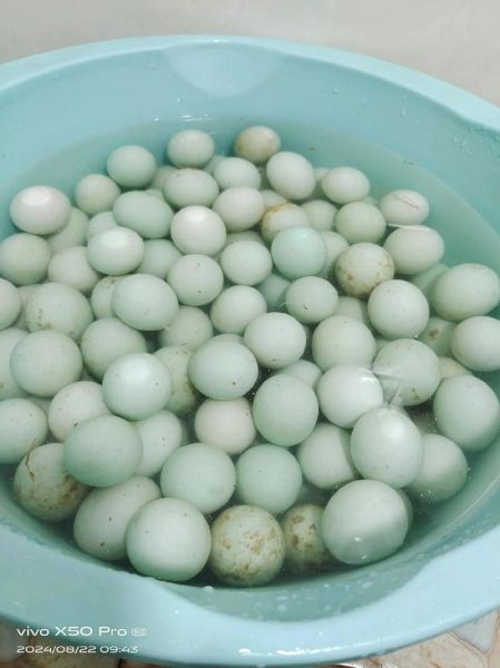 腌咸鸭蛋一斤水放多少盐_咸鸭蛋盐水比例-第1张图片-山城妙识