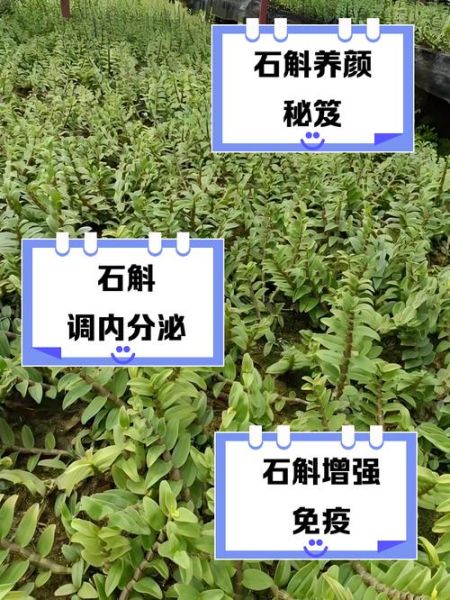 女人吃石斛的好处有哪些_女性长期吃石斛真的好吗-第1张图片-山城妙识