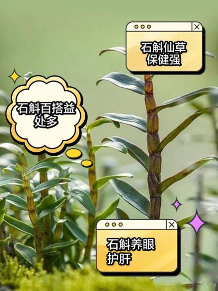 女人吃石斛的好处有哪些_女性长期吃石斛真的好吗-第2张图片-山城妙识