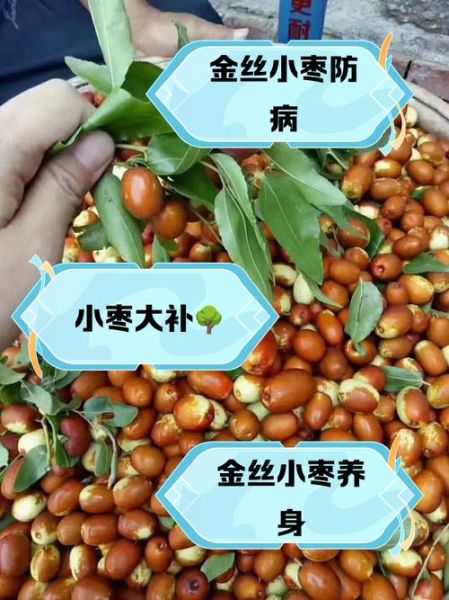 金丝枣和红枣的区别_哪个营养价值更高-第1张图片-山城妙识 金丝枣和红枣的区别_哪个营养价值更高-第1张图片-山城妙识