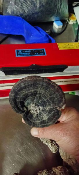 最贵的野生灵芝多少钱一斤_野生灵芝价格为什么那么高-第2张图片-山城妙识